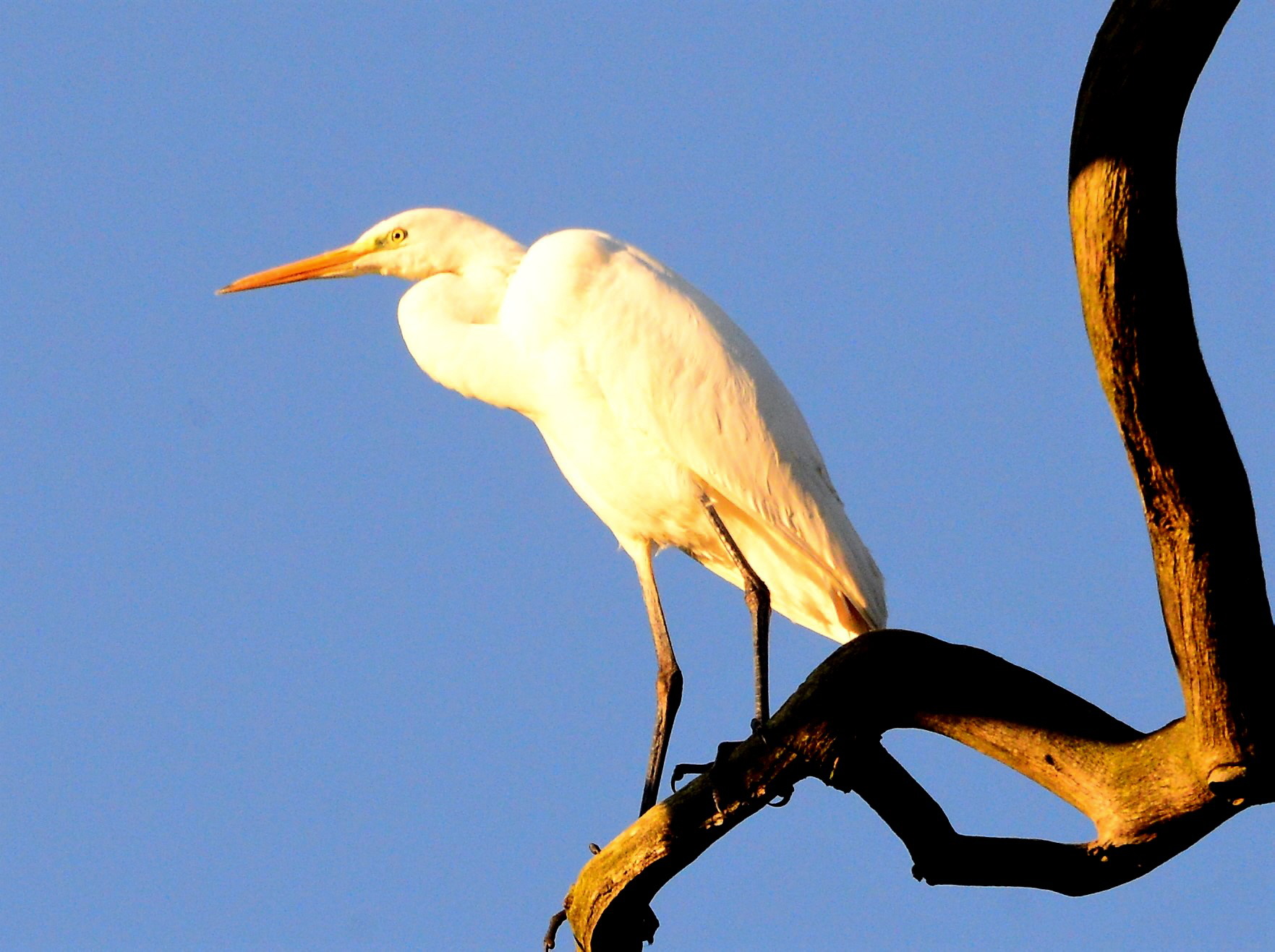 Rare egret sighted - What's What Magazine